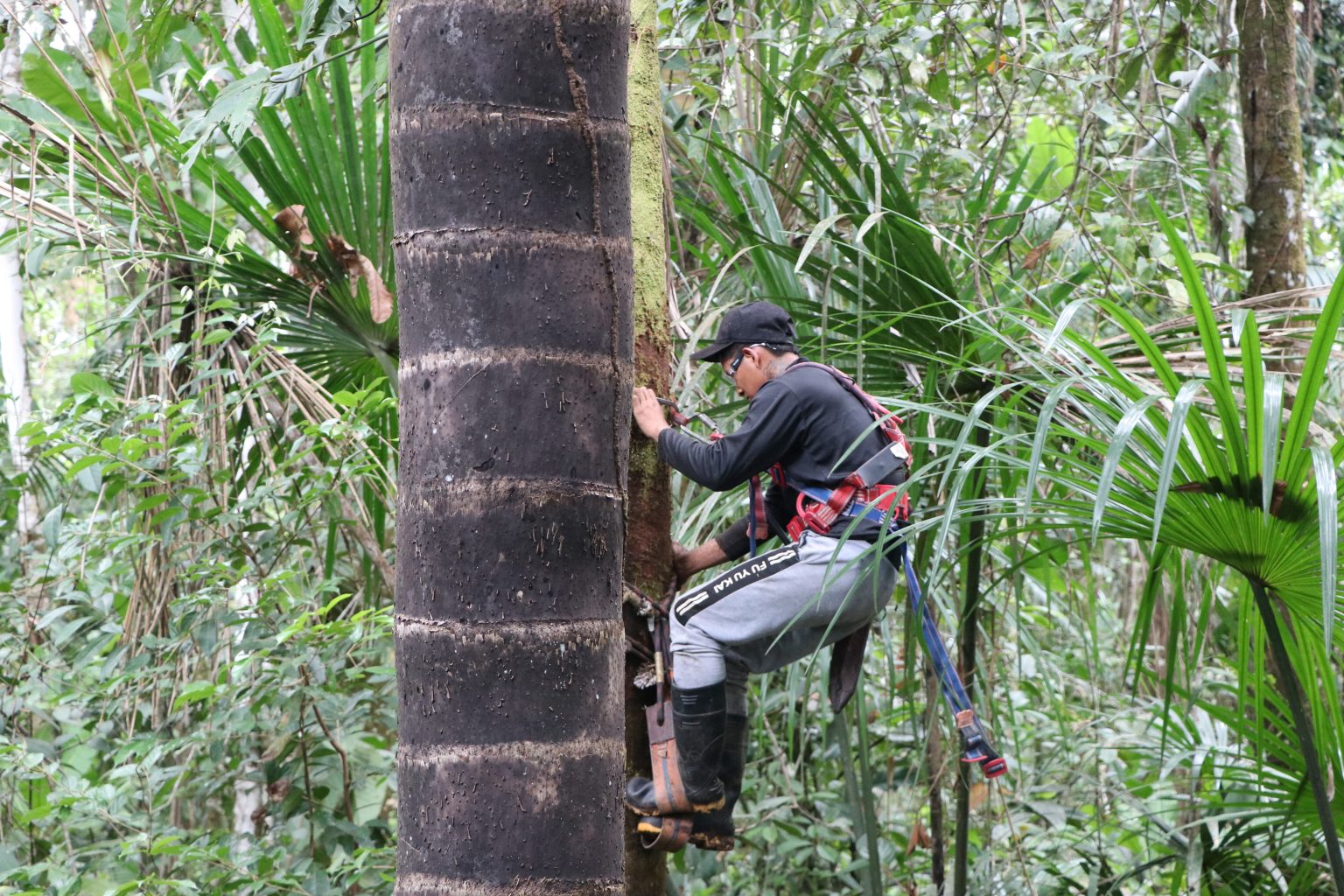 ProBosques – ProBosques